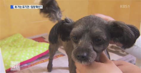 청와대 가는 토리유기견 입양 확산되나