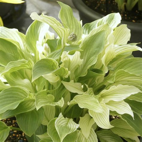 Hosta 'White Feather' 2L - Cowell's Garden Centre | Woolsington