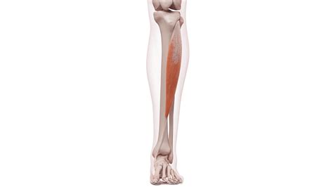 7 Essential Stretches For Shin Splints