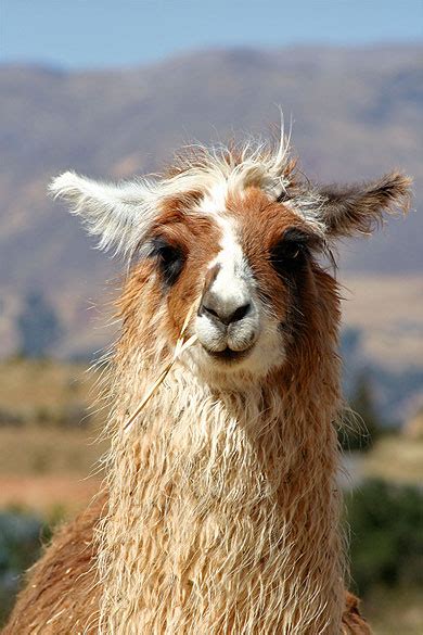 Lama Animaux Chinchero Vall E Sacr E Des Incas Cuzco Et Le