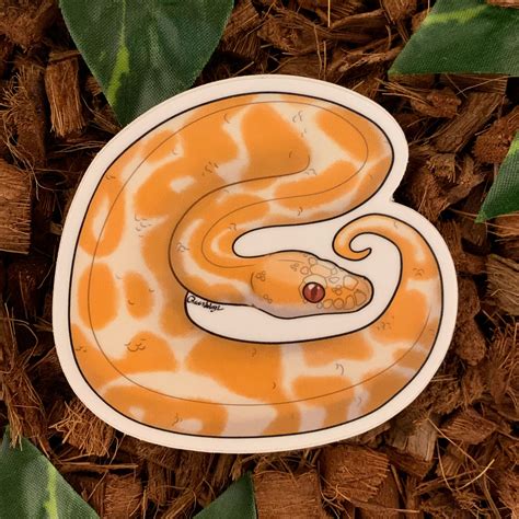 Orange Albino Ball Python Orange Albino Ball Python