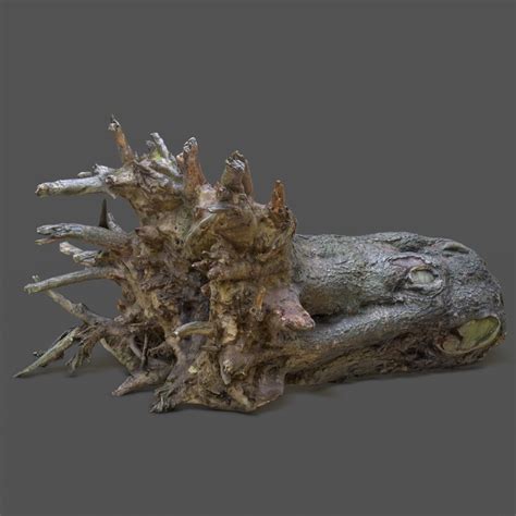 현실적인 나무 뿌리 모델 6 3d 모델 20 Ztl Obj Unknown Free3d