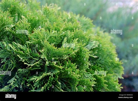 Dwarf Cypress Trees Hi Res Stock Photography And Images Alamy
