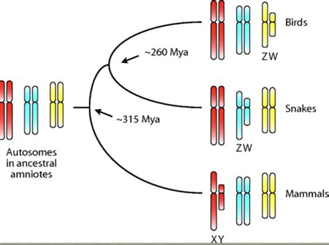 Genetics Lecture 10 X Linked Inheritance Sex Determination And Dosage Compensation Flashcards