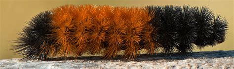 17 Common Moths In Oregon 2023 Bird Watching Hq