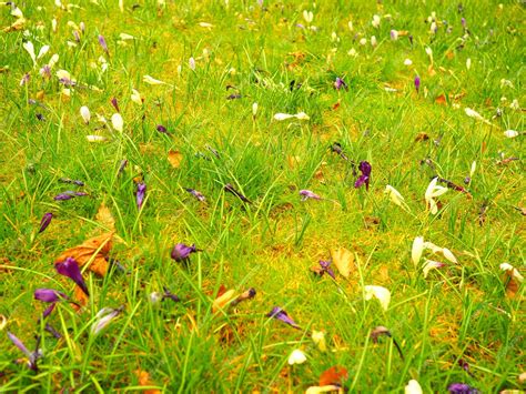 Free Photo Closeup Shot Of A Field Of Flowers And Grass During Daytime