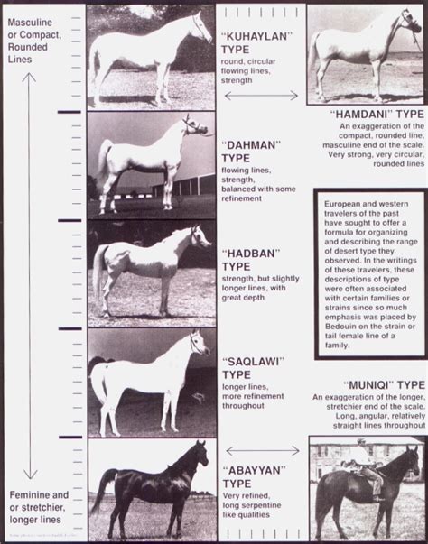 6 Types Of Purebred Arabian Horses And Their History