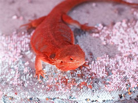 Bearded Dragons Colors 22 Types Of Bearded Dragon Morphs And Colors