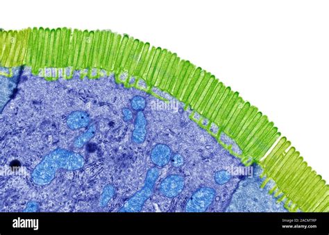 Intestinal Microvilli Transmission Electron Micrograph Tem Of A