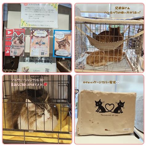 防げる！殺処分、安楽死、多頭飼育崩壊 人とペットの終活 川崎市動物愛護センター 開催報告 横浜動物里親の会 公式ブログ