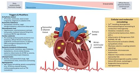 Arrhythmia Induced Cardiomyopathy In Atrial Fibrillation Pathogenesis