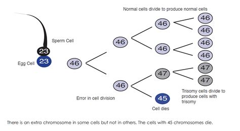 Sperm And Egg On A Chromosome