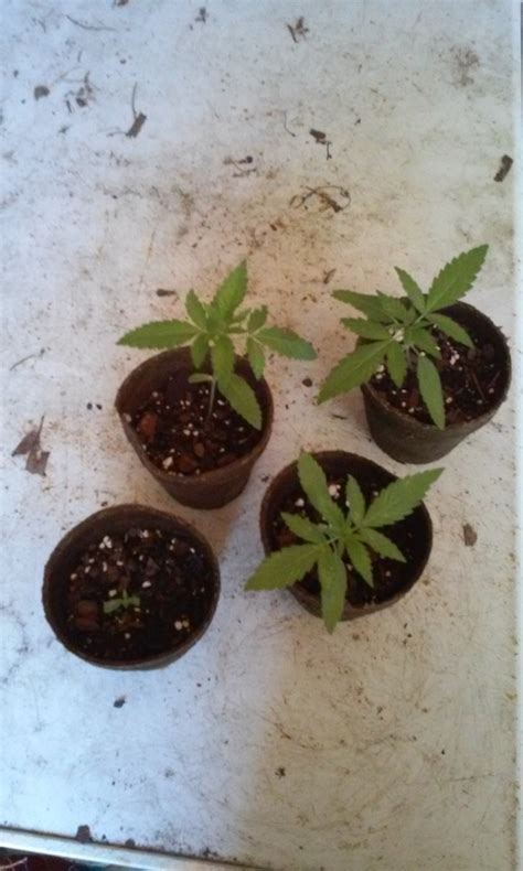 Repotting Seedlings Troubleshooting Ilgm Growers Forum Free