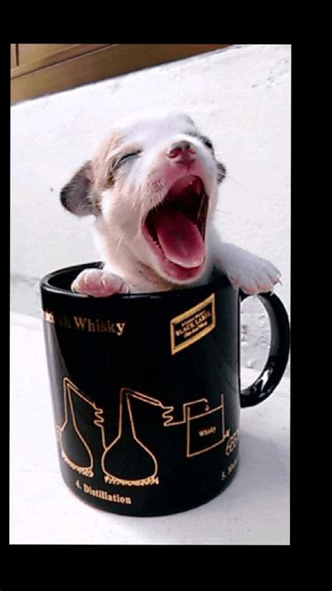 Гифки С Добрым Утром Приколы 27 фото