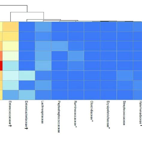 Double Hierarchical Dendrogram Of Bacterial Distribution Within In