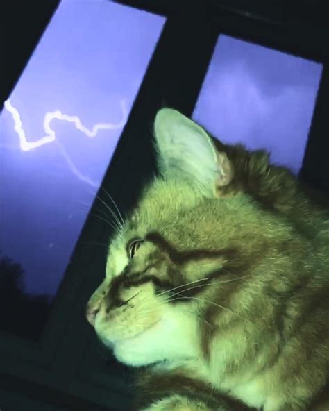 Cat Of Thunder Rthorgasm