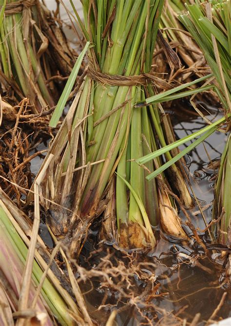 Live Roots Grass Roots Native American Seed