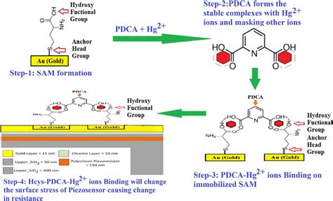 Process Flow Of Biosensor For Selective Hg Detection Download