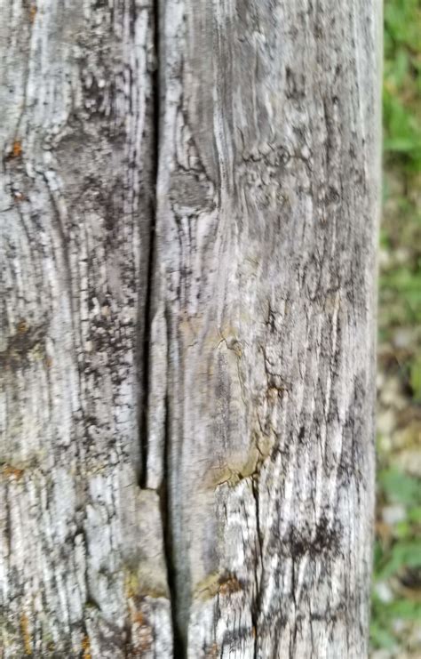 Artstation Panoramic Decayed Timber Resources