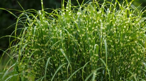 29 Ornamental Grasses And How To Grow Them