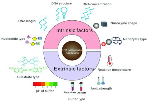 Diverse Factors That Affect The Regulation Of Ssdna On Nanozyme