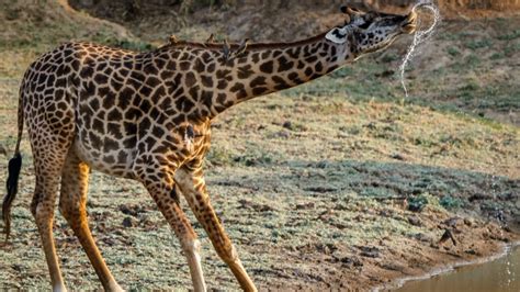 giraffe youtube