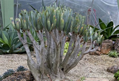 Aloe plicatilis - Oceanside Garden