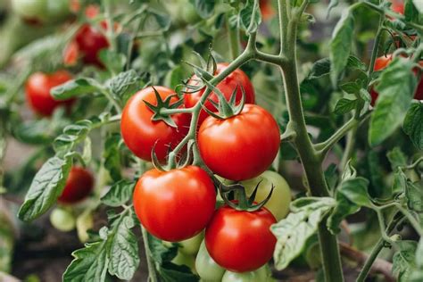 Після цього підживлення огірки перець та помідори оживають на очах Читайте на Ukr Net