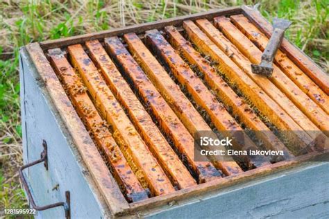 벌집에 위치한 여러 나무 벌꿀 프레임 벌집 클로즈업 프레임 꿀을 모으고 꿀벌을 지키기위한 벌집 그리드 0명에 대한 스톡 사진 및 기타 이미지 Istock