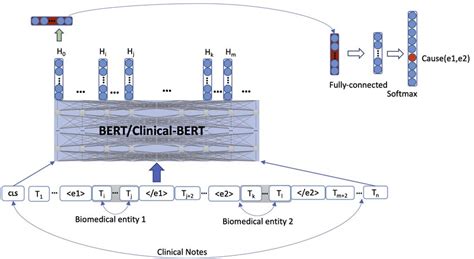 Bertclinical Bert Ffn Download Scientific Diagram