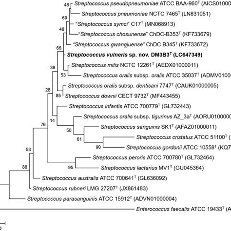 maximum likelihood tree derived from 16s rrna gene sequences 1434 bp