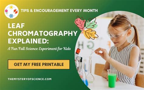 Leaf Chromatography Explained A Fun Fall Science Experiment The