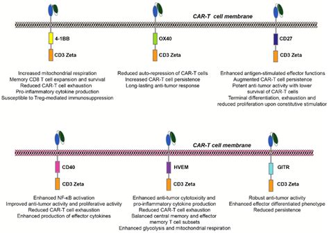Unique Functional Roles Of Selected Co Stimulatory Members Of The
