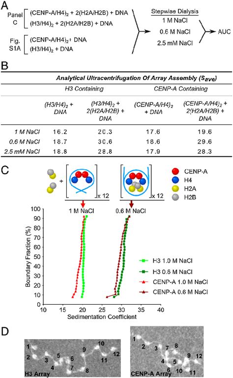 Cenp A Nucleosome Array Assembly A Experimental Scheme For Defining Download Scientific