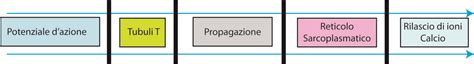Contrazione Muscolare Informati Sardegna
