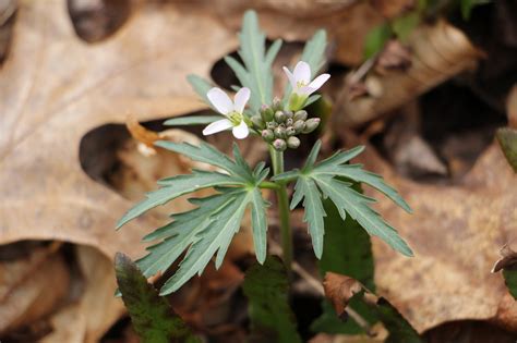 The Preserves Spotlight Species Spring Ephemerals Part 2 Virginia