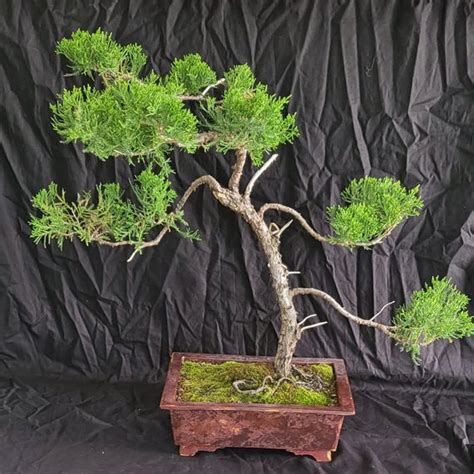 Bonsai Garden Design Best Bonsai Design In Bermuda