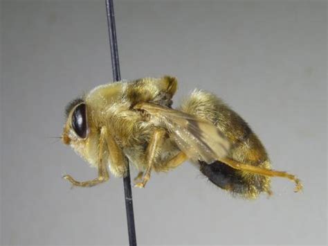 Gasterophilus Intestinalis Galerie