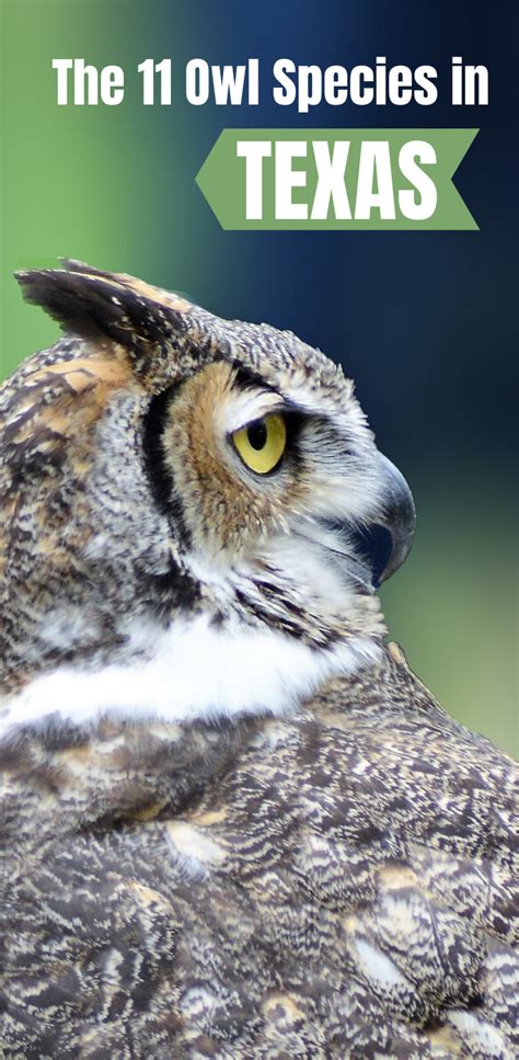 Owls In Texas Owls In Texas Owl Owl Species