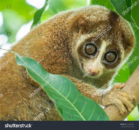 Loris Monkey