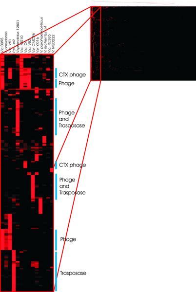 Two Way Hierarchical Cluster Analysis Performed On Prophage And