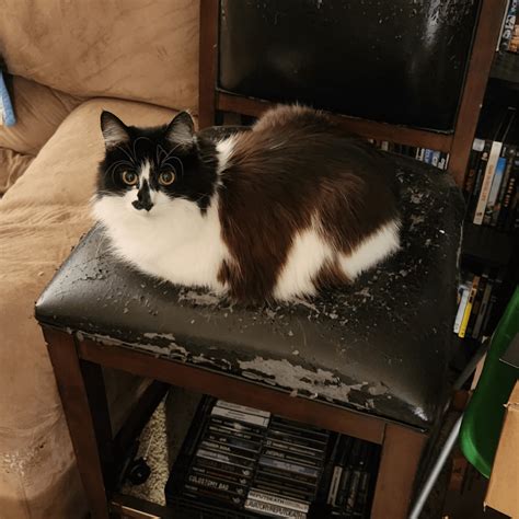 A Lulu Loaf Has Appeared R Loaf