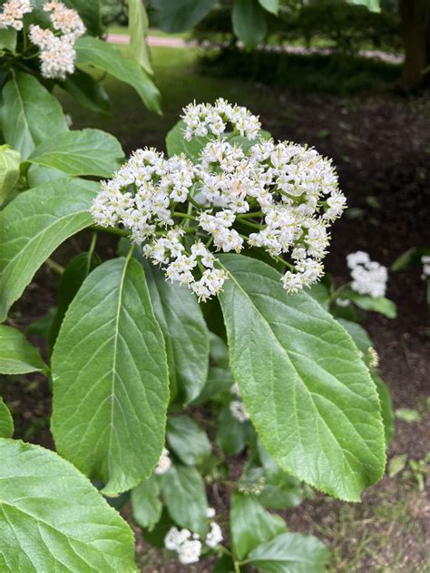 Ehretia Dicksonii Pan Global Plants
