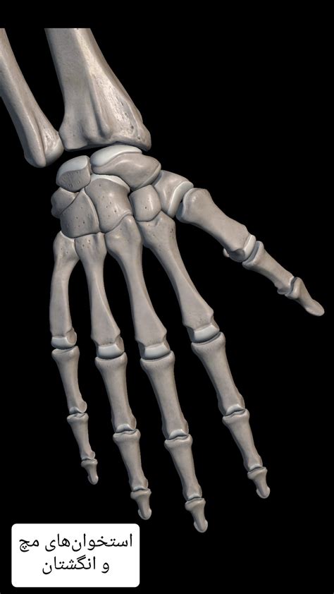 آشنایی با استخوان های بدن انسان آیین فرانو