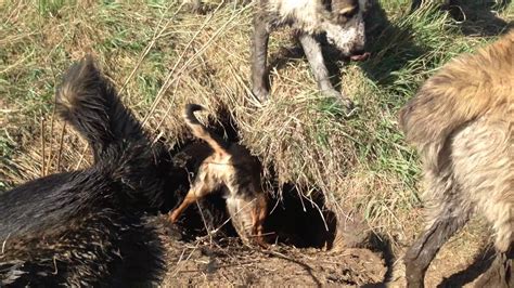 Лисьи норы - YouTube