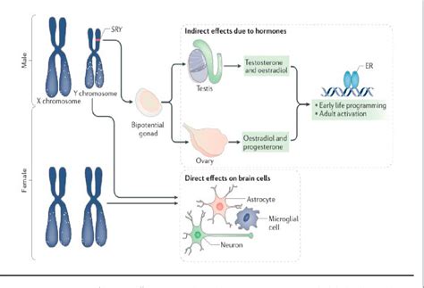 Figure 6 From How To Study The Origins Of Sex Differences In Brain And Behavior Semantic Scholar
