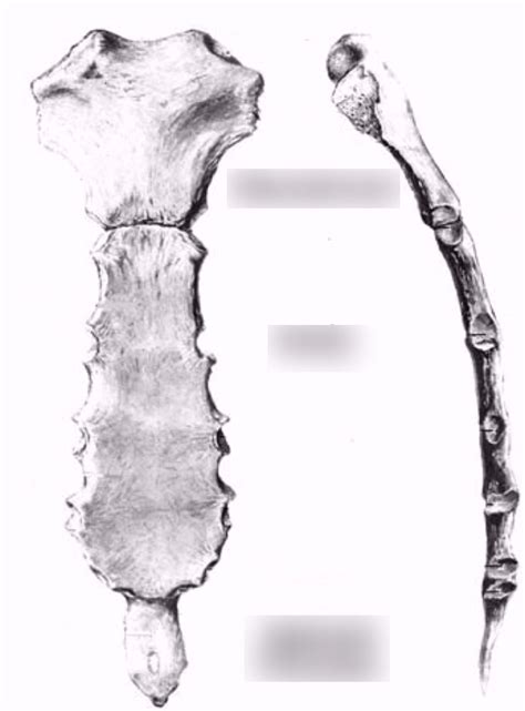 Anatomy Bones Lab Practical 1 Diagram Quizlet