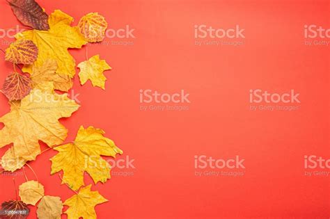 가을 노란색 건조 단풍 나무 잎 빨간 배경입니다 플랫 레이아웃입니다 공간을 복사합니다 가을 컨셉 엽서 텍스트 디자인을 위한 배치입니다 0명에 대한 스톡 사진 및 기타 이미지