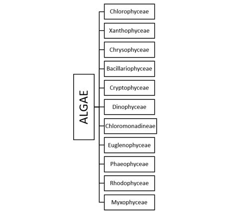 Cell Structure Of Algae Prokaryotic And Eukaryotic Bioquestonline