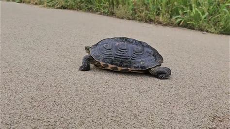 아침 산책 중 만난 아이~♡ Youtube